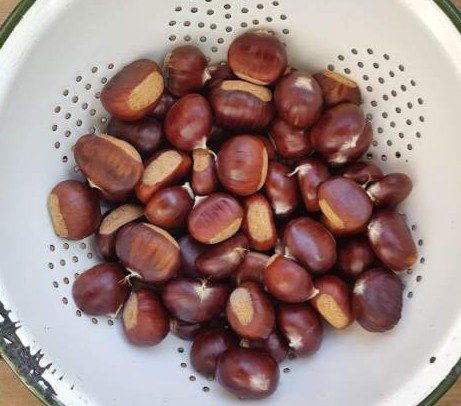 Foraging for sweet chestnuts - Hygge Style