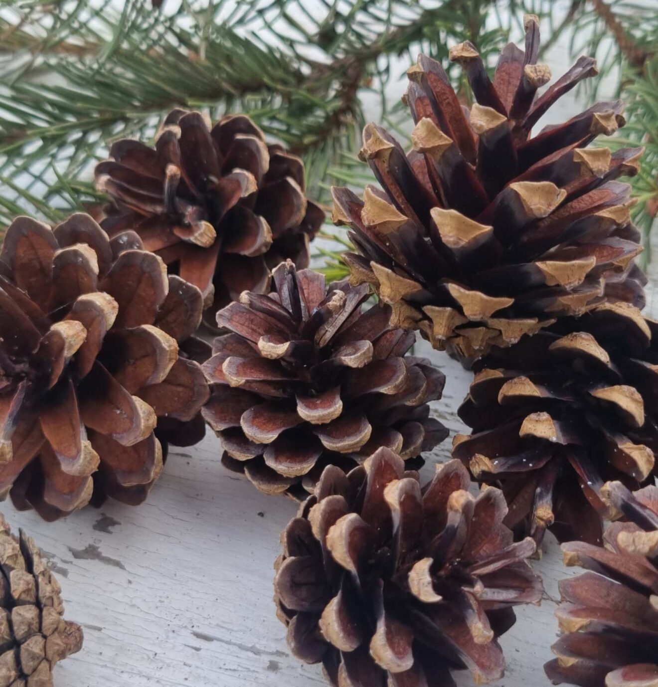 Hyggestyle mixed natural foraged pine cones for arts and crafts, 250g ...
